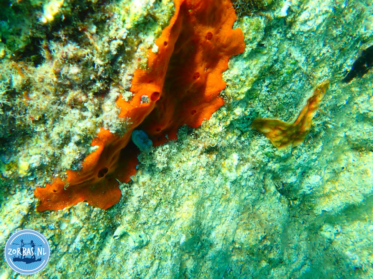 Snorkelling at various locations on Crete Greece