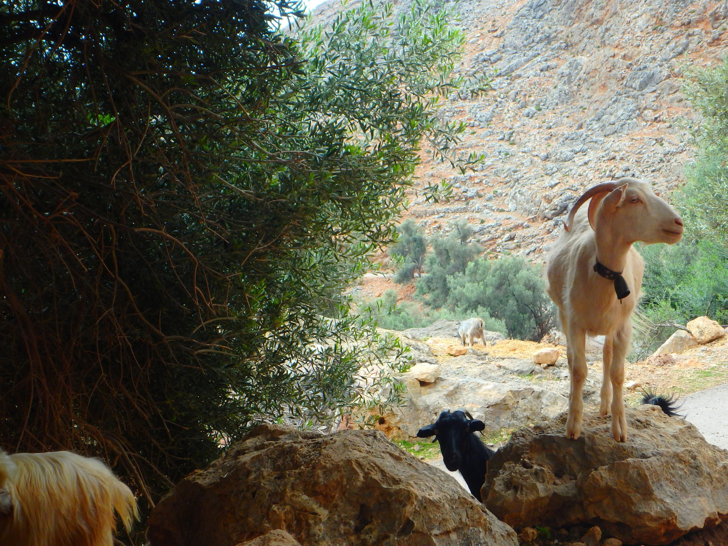 Multi-day hike on the E4 in southwest Crete